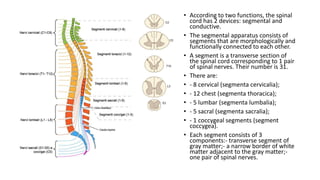 spinal cord anatomy in depth designed specially For medical students.pptx