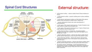 spinal cord anatomy in depth designed specially For medical students.pptx