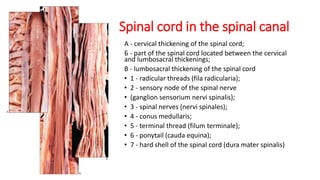 spinal cord anatomy in depth designed specially For medical students.pptx