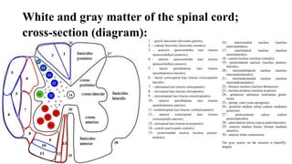 spinal cord anatomy in depth designed specially For medical students.pptx