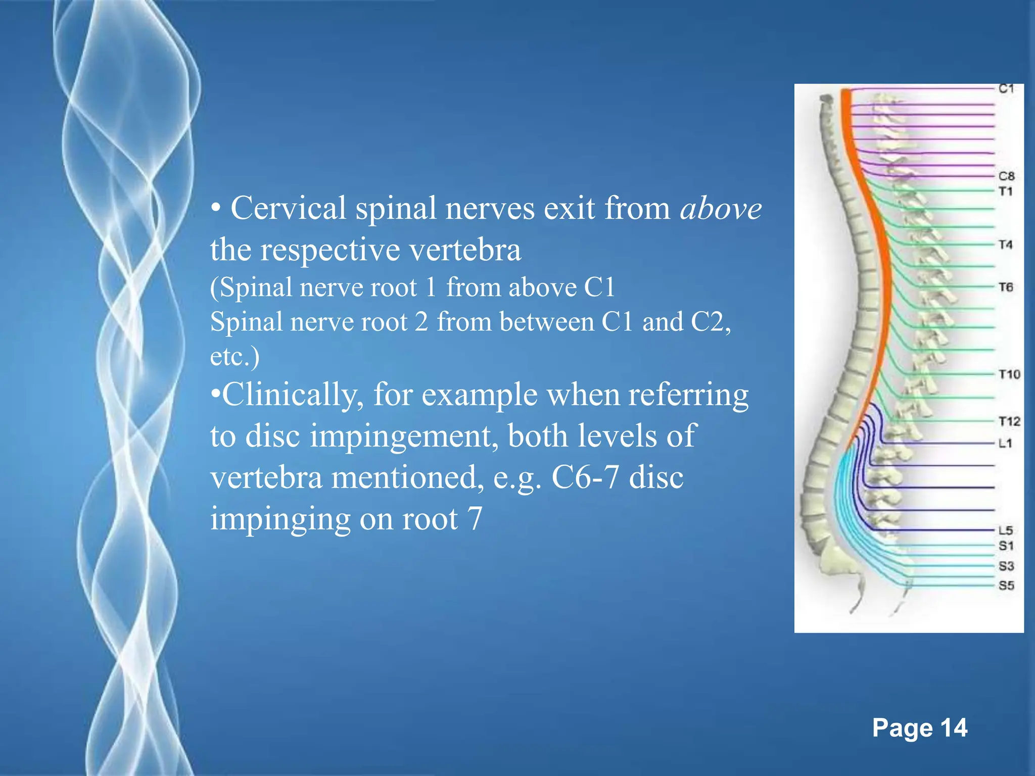 spinalcord, and anatomy of spinal cord , | PPTX
