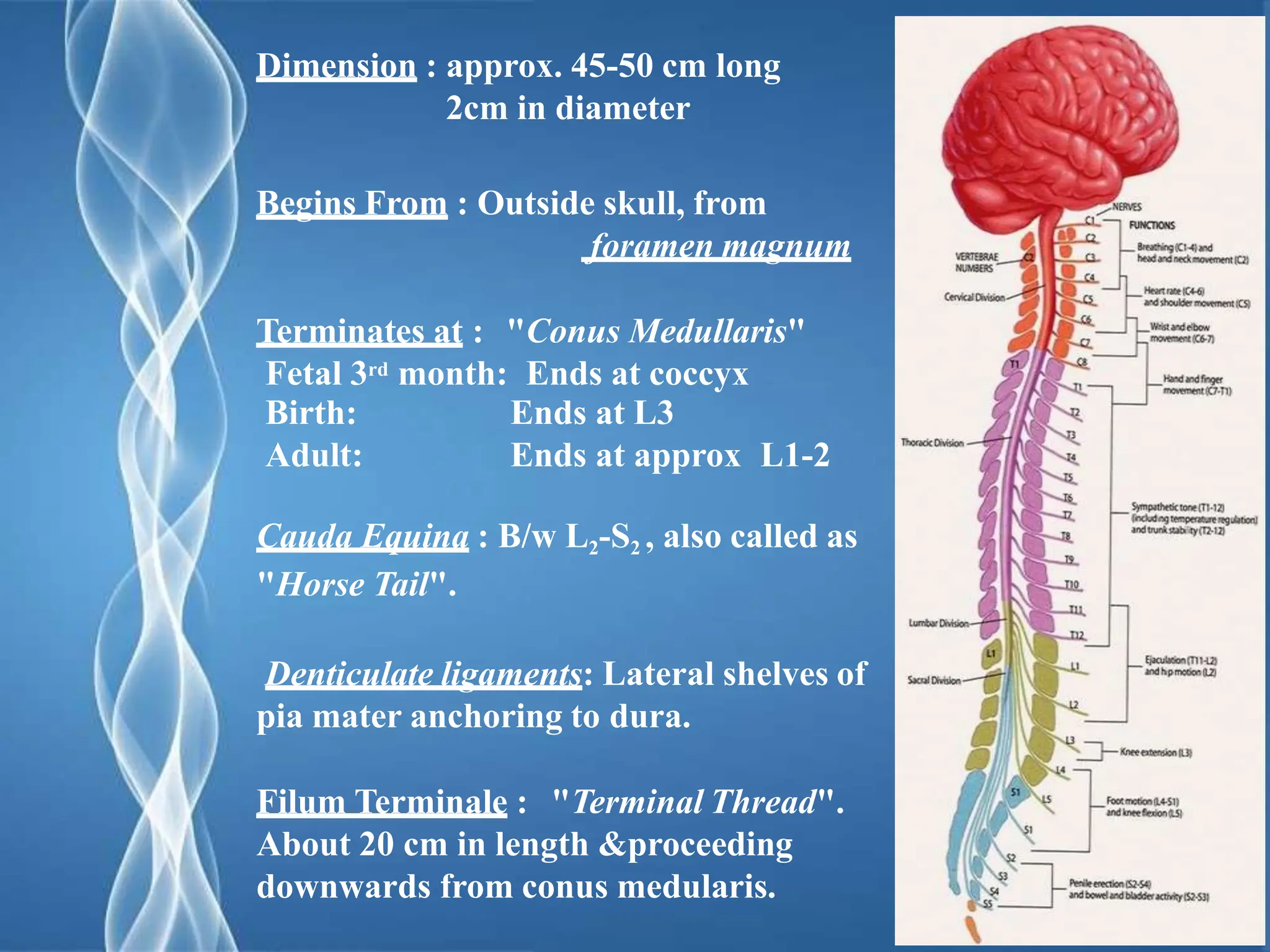 spinalcord, and anatomy of spinal cord , | PPTX