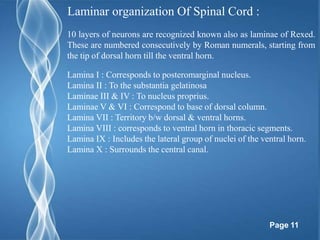 spinalcord, and anatomy of spinal cord , | PPTX