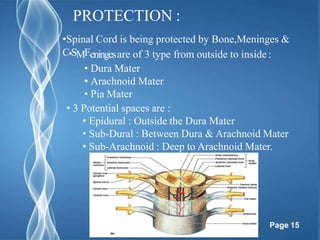 spinalcord, and anatomy of spinal cord , | PPTX