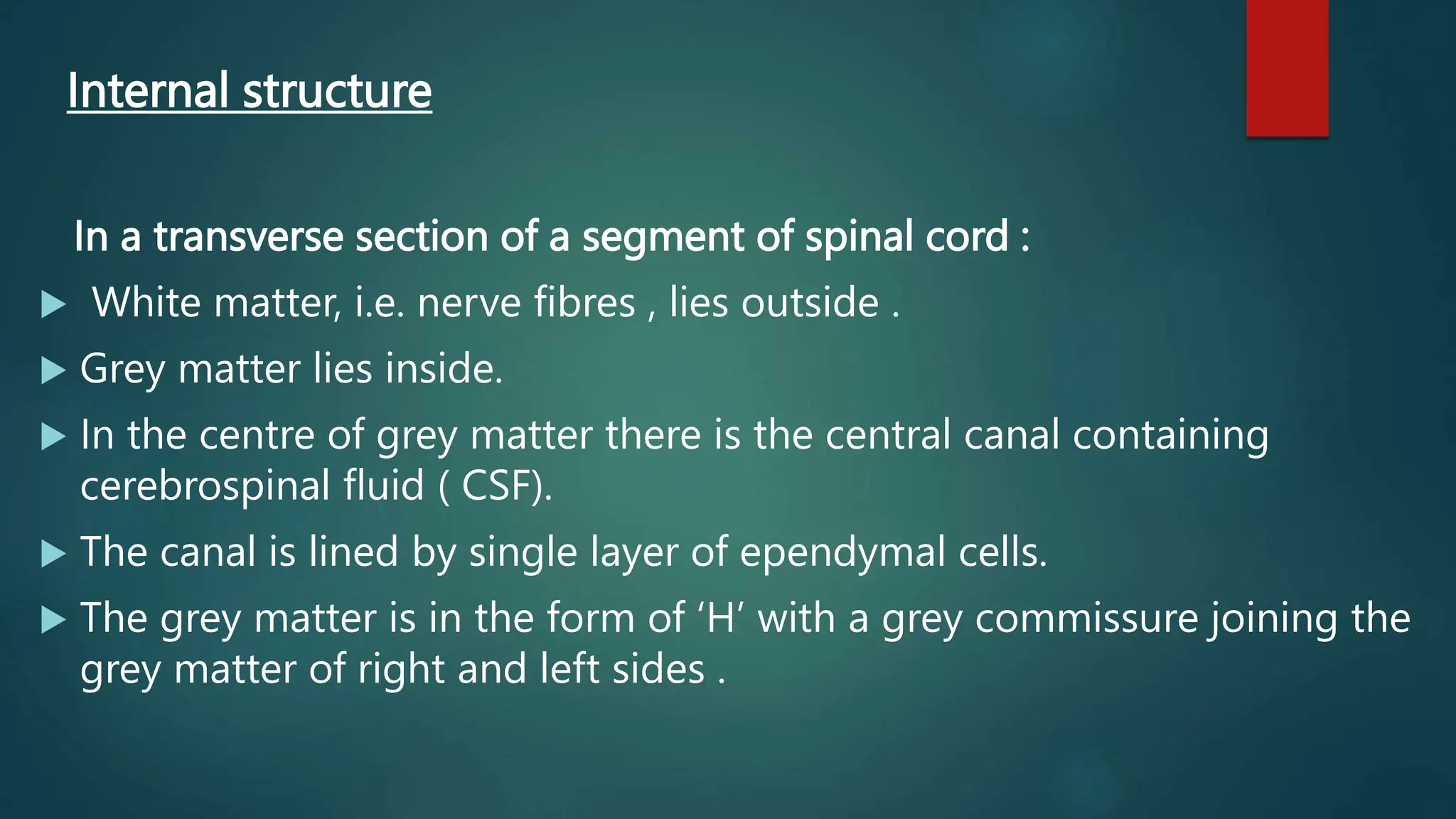 Spinal cord Gross anatomy with Clinical Anatomy.pptx