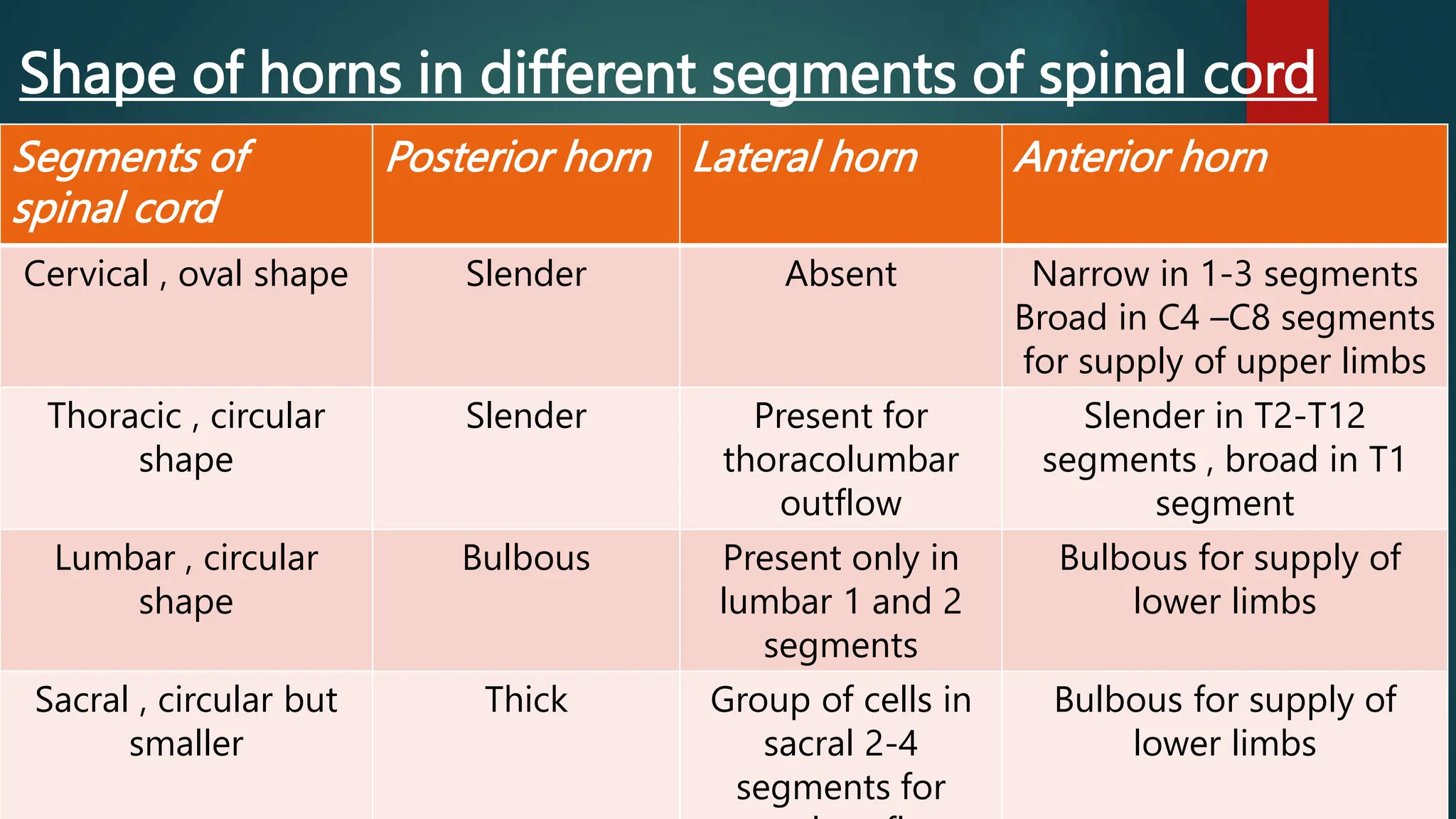 Spinal cord Gross anatomy with Clinical Anatomy.pptx
