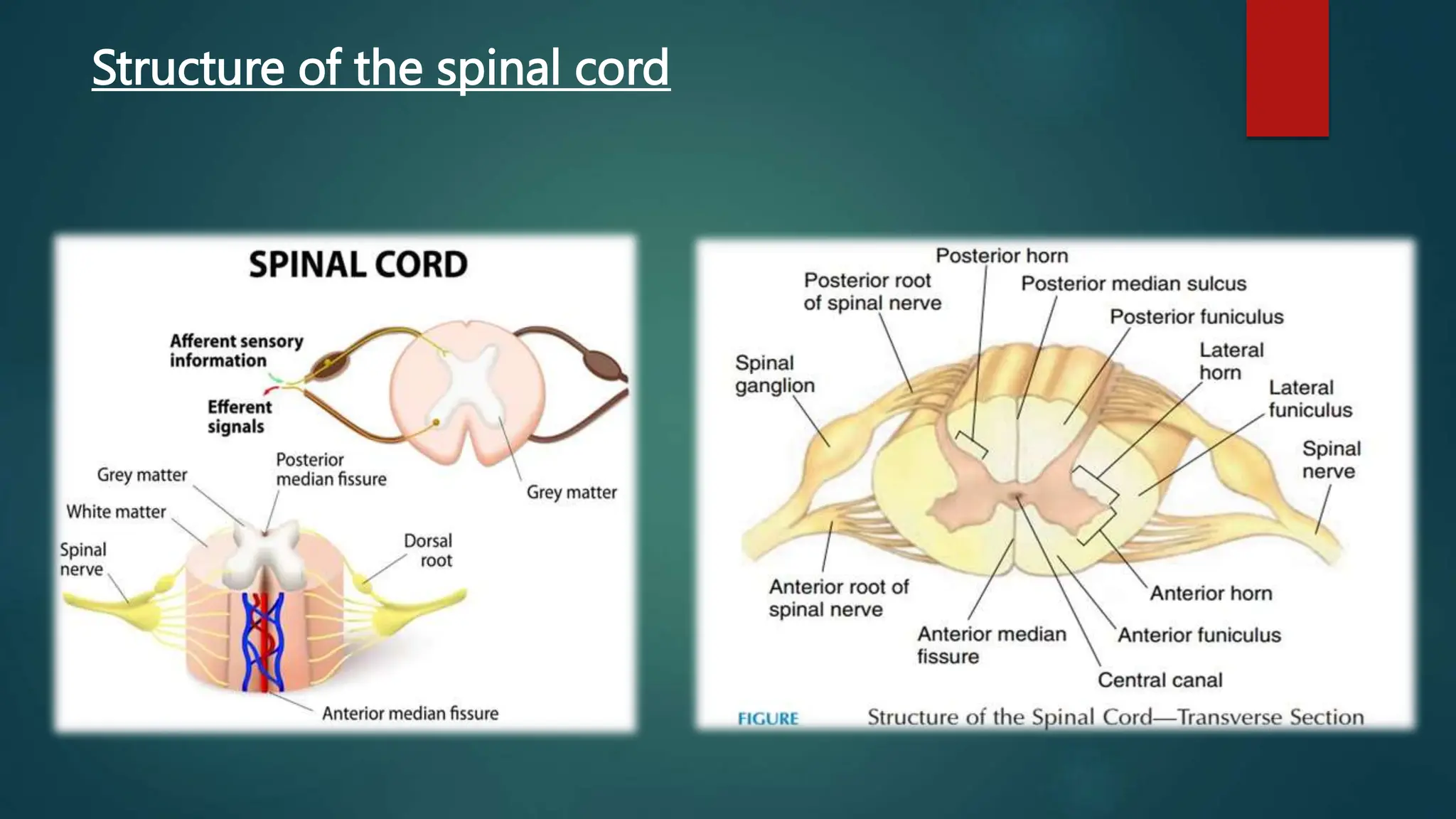 Spinal cord Gross anatomy with Clinical Anatomy.pptx