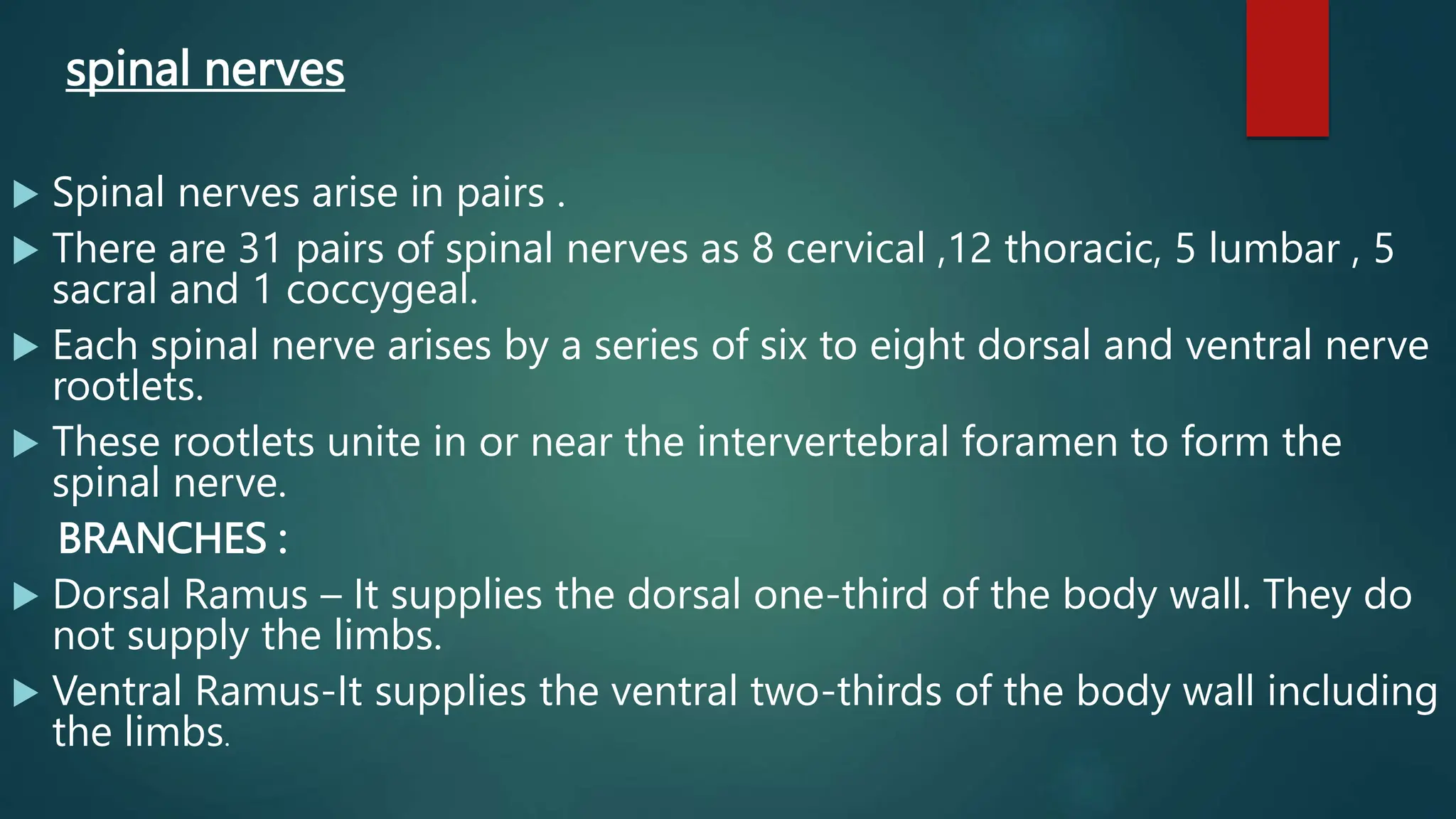 Spinal cord Gross anatomy with Clinical Anatomy.pptx