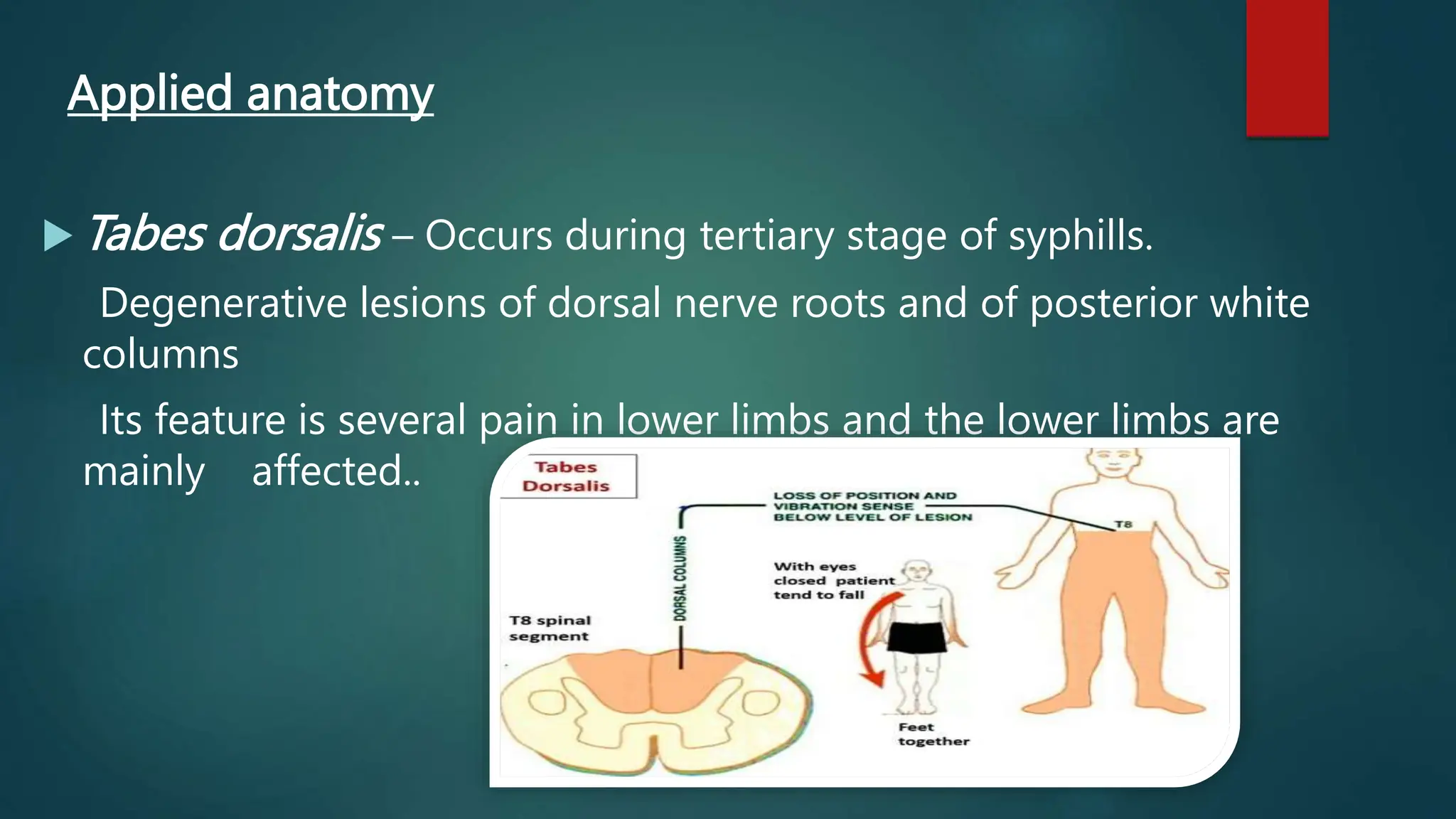 Spinal cord Gross anatomy with Clinical Anatomy.pptx