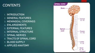 Spinal cord Gross anatomy with Clinical Anatomy.pptx