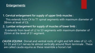 Spinal cord Gross anatomy with Clinical Anatomy.pptx