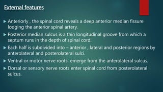 Spinal cord Gross anatomy with Clinical Anatomy.pptx