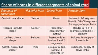 Spinal cord Gross anatomy with Clinical Anatomy.pptx