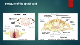 Spinal cord Gross anatomy with Clinical Anatomy.pptx