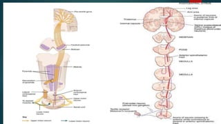 Spinal cord Gross anatomy with Clinical Anatomy.pptx