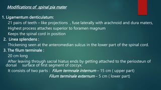 Spinal cord Gross anatomy with Clinical Anatomy.pptx