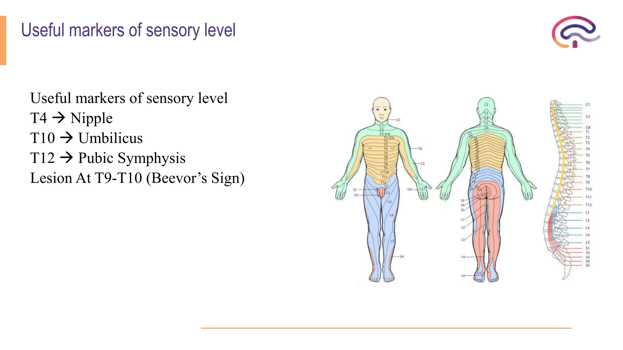 spinal cord disorders and paraplegia . | PPTX