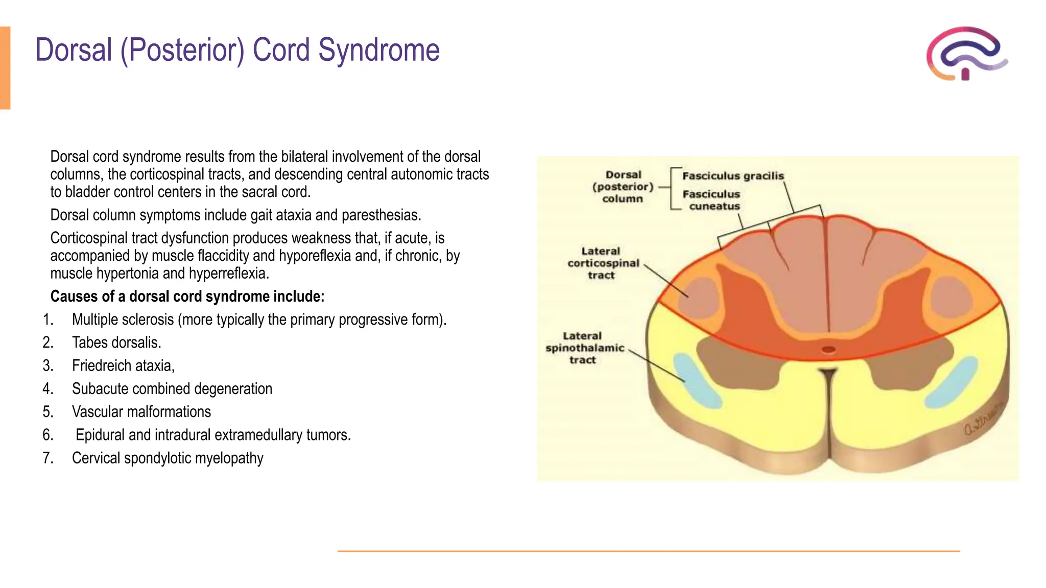 spinal cord disorders and paraplegia . | PPTX