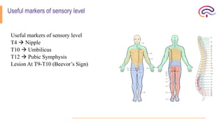 spinal cord disorders and paraplegia . | PPTX