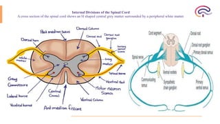 spinal cord disorders and paraplegia . | PPTX