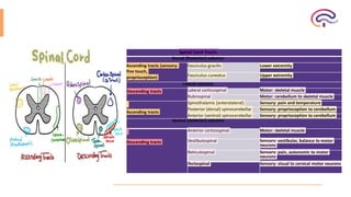 spinal cord disorders and paraplegia . | PPTX
