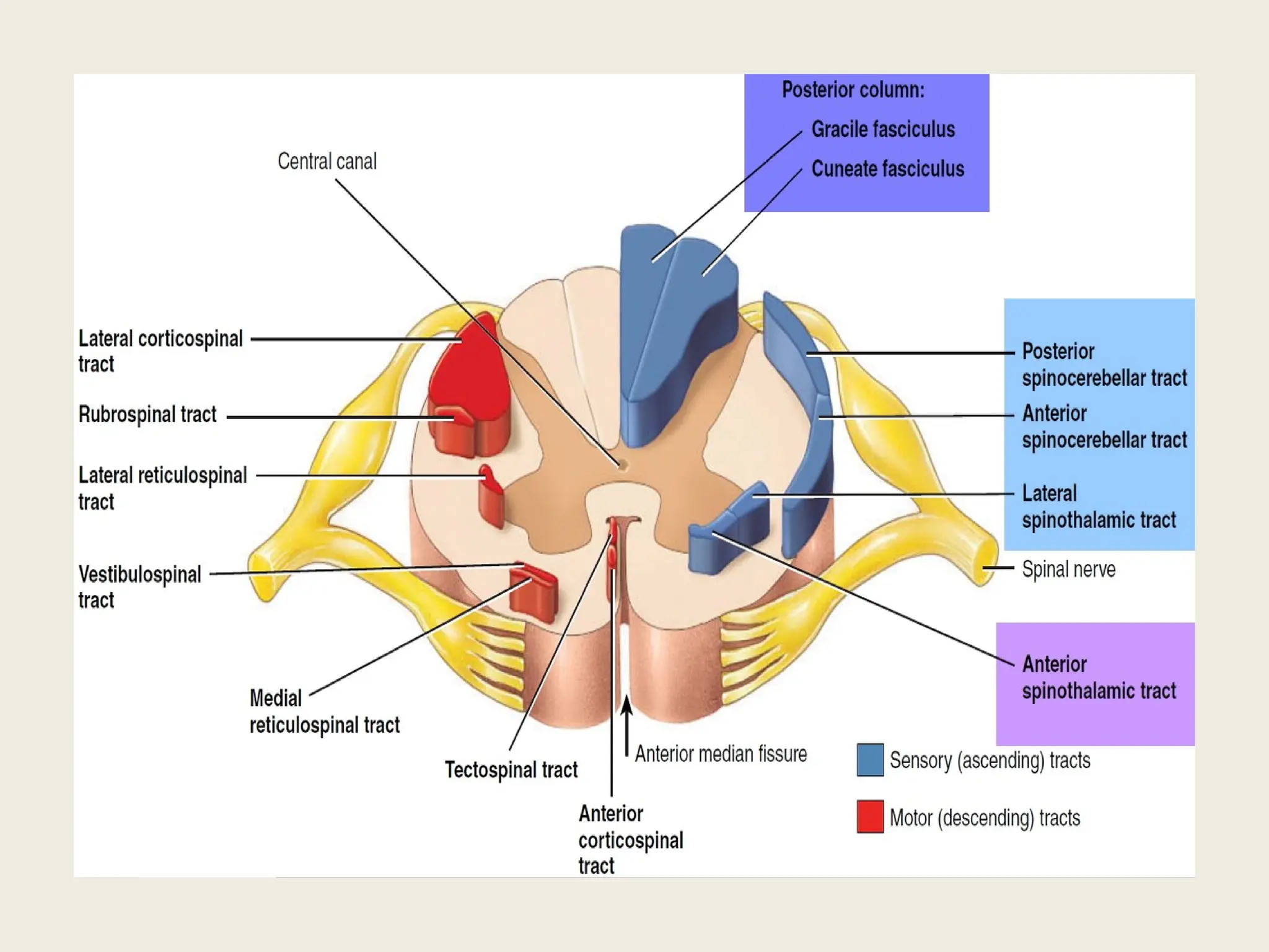 Spinal cord. Spinal cord anatomy and physiology, spinal nerves, reflex activitypptx | PPTX