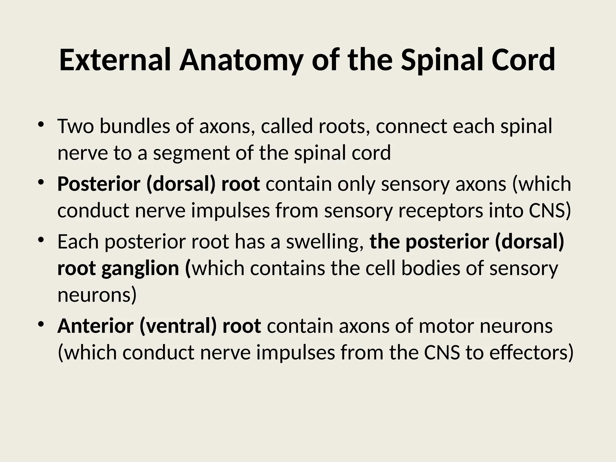 Spinal cord. Spinal cord anatomy and physiology, spinal nerves, reflex ...