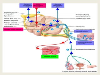 Spinal cord. Spinal cord anatomy and physiology, spinal nerves, reflex ...