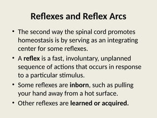 Spinal cord. Spinal cord anatomy and physiology, spinal nerves, reflex ...