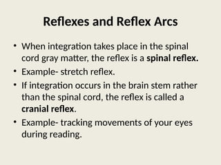 Spinal cord. Spinal cord anatomy and physiology, spinal nerves, reflex ...