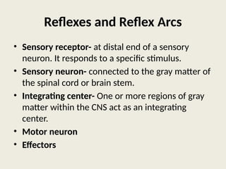 Spinal cord. Spinal cord anatomy and physiology, spinal nerves, reflex ...