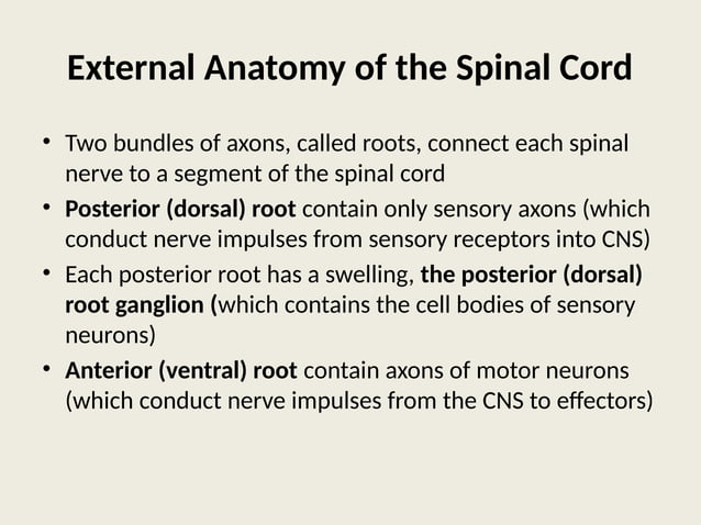 Spinal cord. Spinal cord anatomy and physiology, spinal nerves, reflex ...