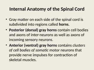 Spinal cord. Spinal cord anatomy and physiology, spinal nerves, reflex ...