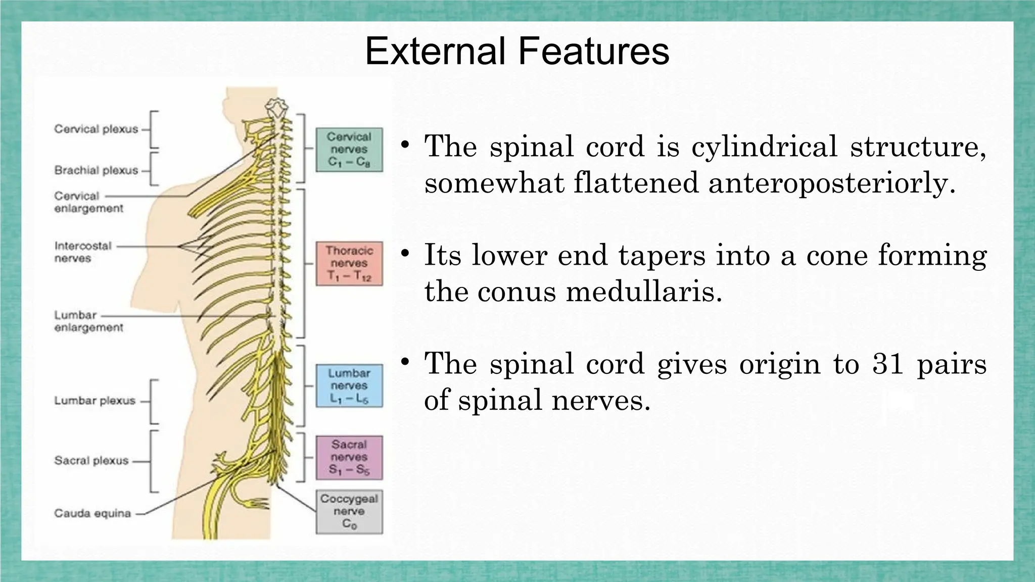 ANATOMY BRAIN AND SPINAL CORD INTRODUCTION.pptx