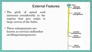 ANATOMY BRAIN AND SPINAL CORD INTRODUCTION.pptx
