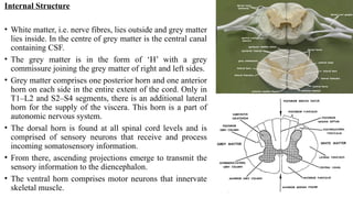 Anatomy of Spinal cord with clinical aspects.pptx