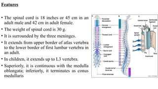 Anatomy of Spinal cord with clinical aspects.pptx