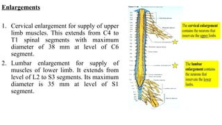 Anatomy of Spinal cord with clinical aspects.pptx