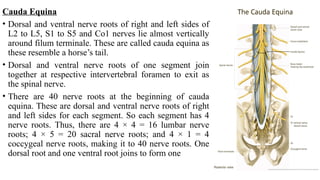 Anatomy of Spinal cord with clinical aspects.pptx