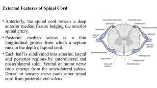 Anatomy of Spinal cord with clinical aspects.pptx
