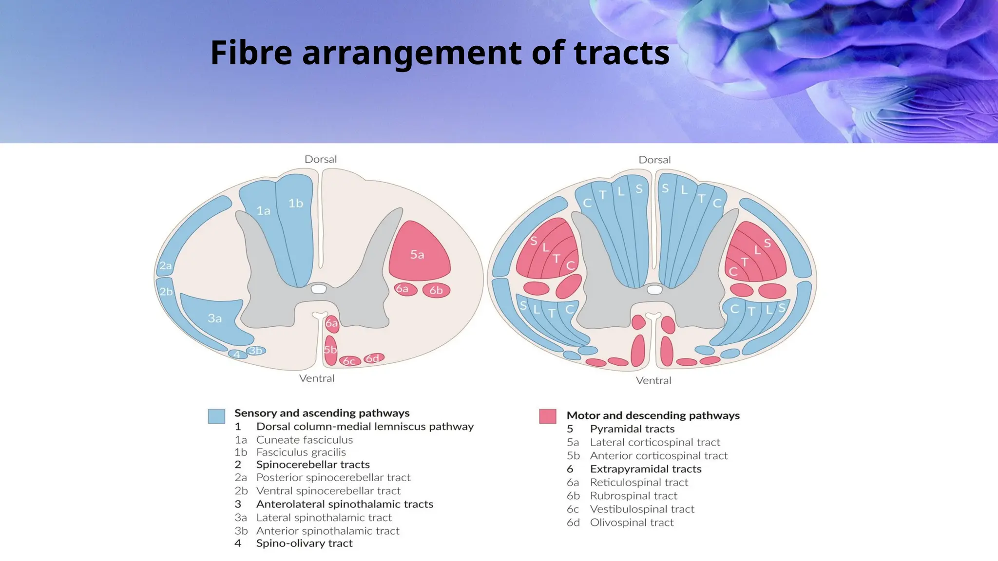 Spinal Cord Anatomy Disease Tracts Fibres | PPTX
