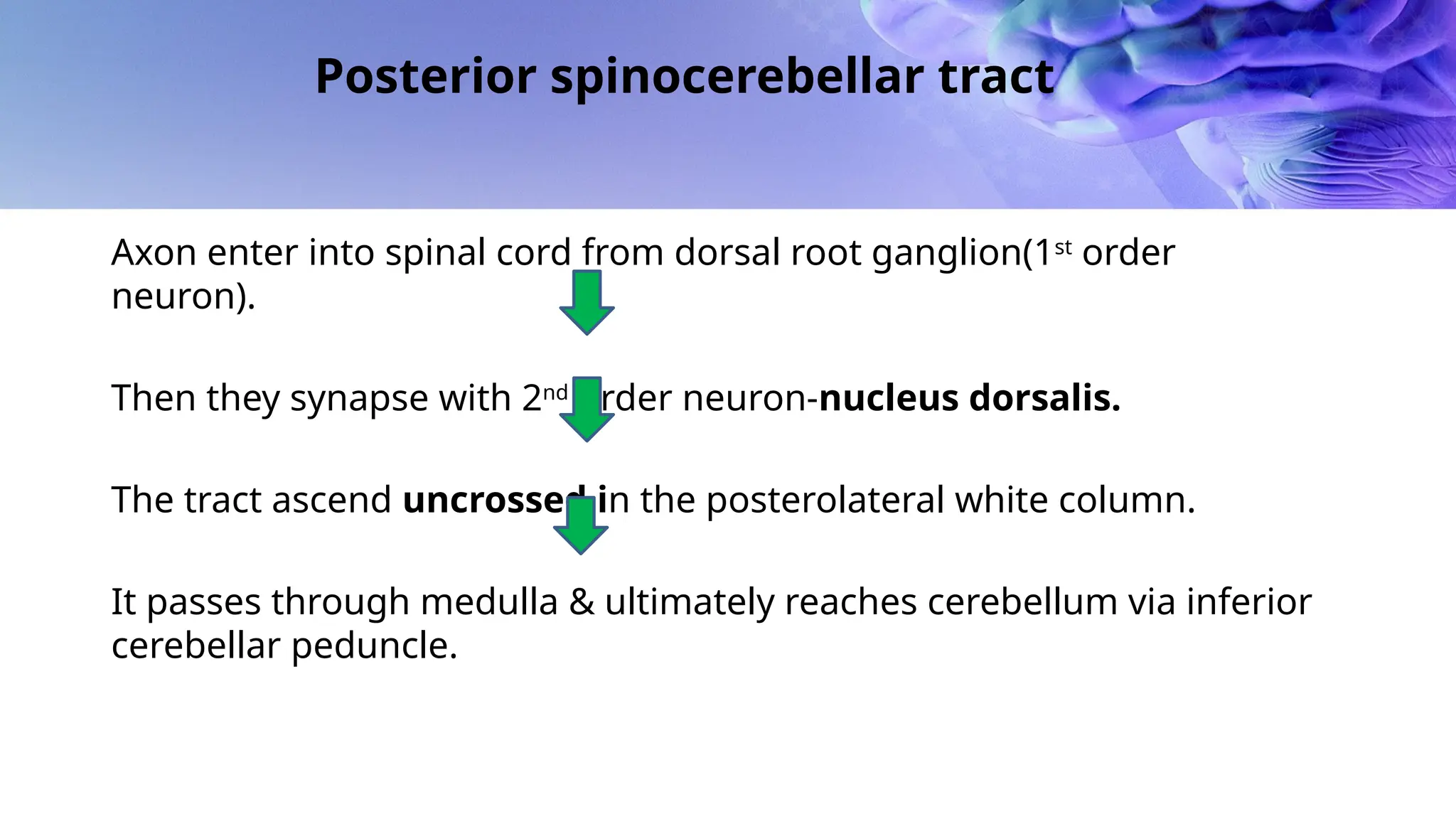 Spinal Cord Anatomy Disease Tracts Fibres | PPTX