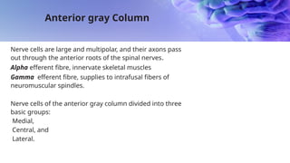 Spinal Cord Anatomy Disease Tracts Fibres | PPTX