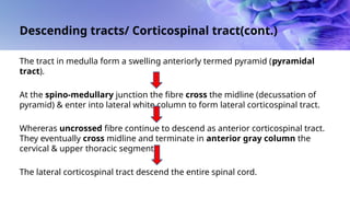 Spinal Cord Anatomy Disease Tracts Fibres | PPTX
