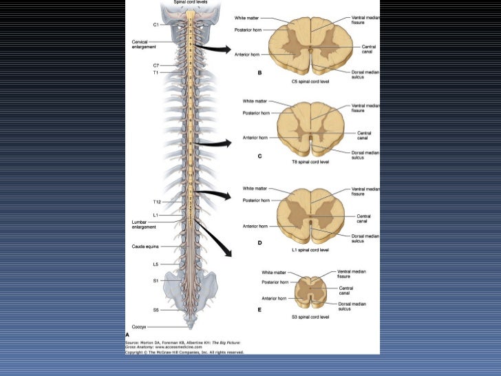 Spinal cord by DR.ARSHAD