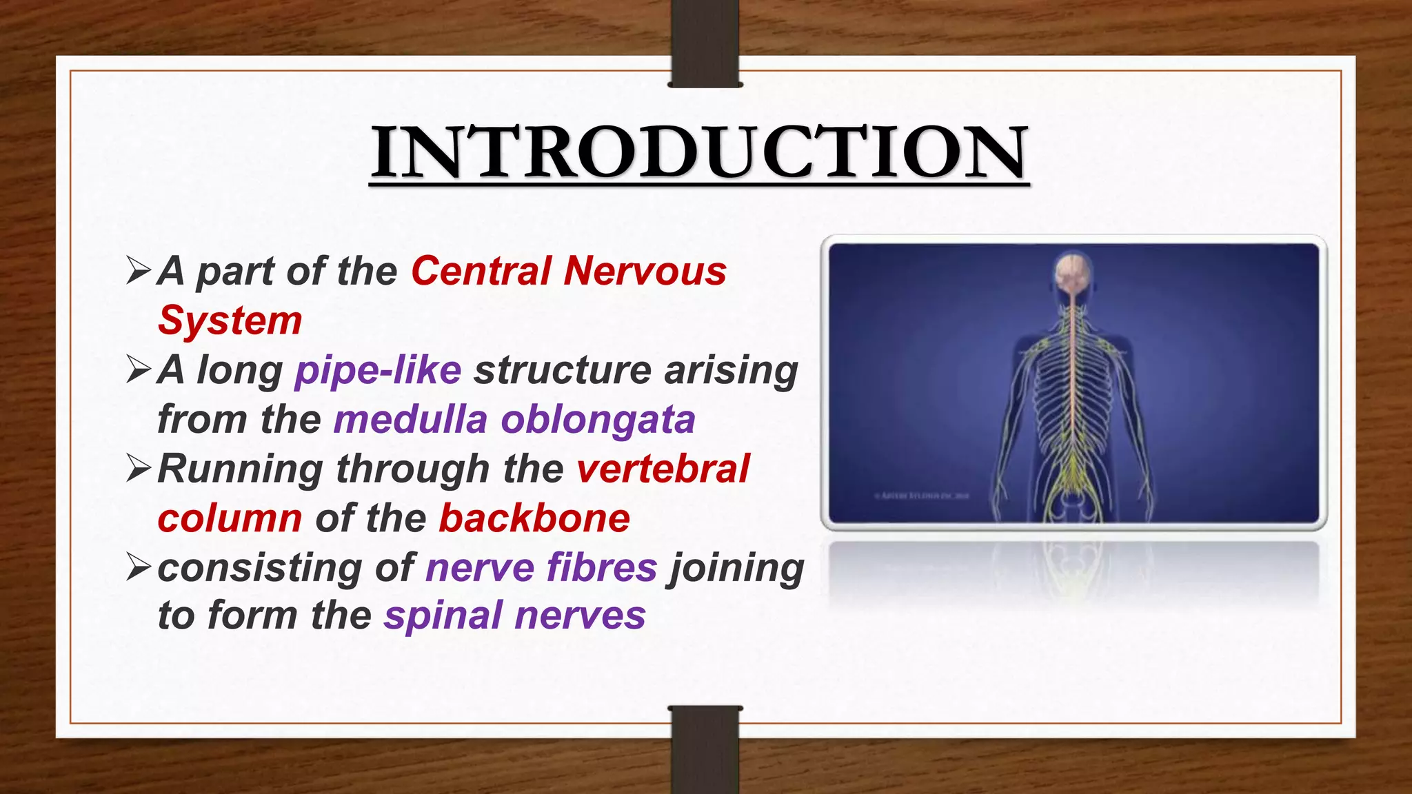 SPINAL CORD(1ii).pptx