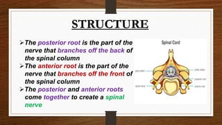 SPINAL CORD(1ii).pptx