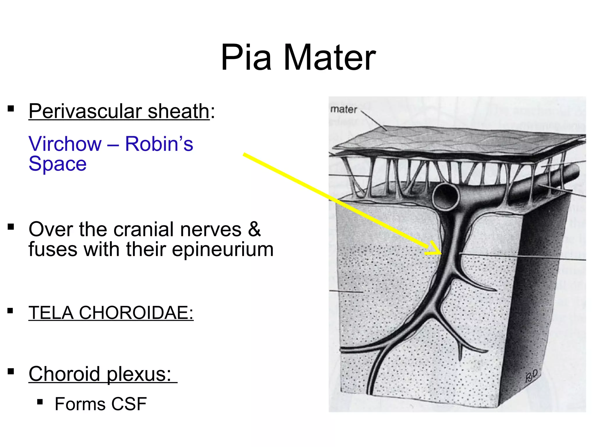 Meninges of brain & Grey matter of Spinal cord | PPT