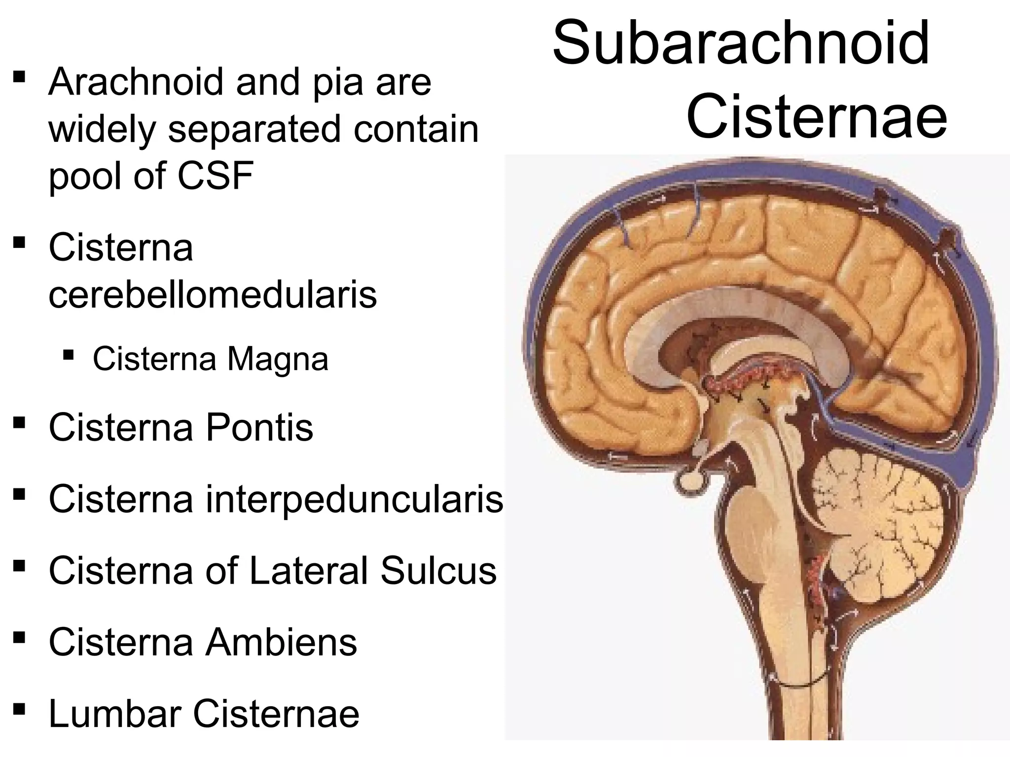 Meninges of brain & Grey matter of Spinal cord | PPT