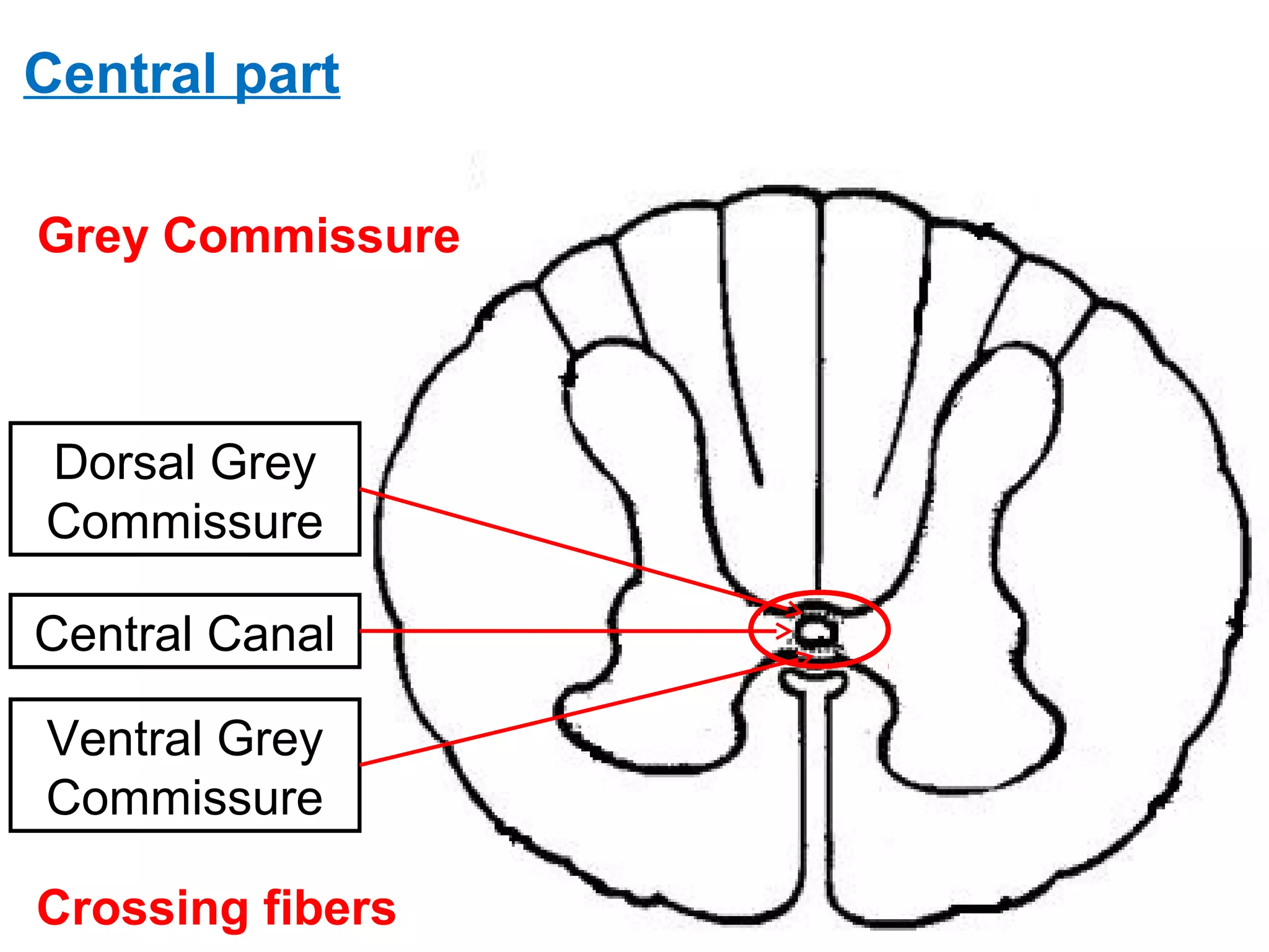 Meninges of brain & Grey matter of Spinal cord | PPT